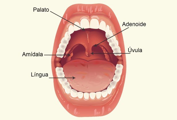 Amídalas, retirá-las ou não? - Atualidades