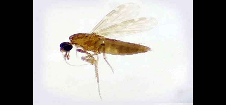 Fiocruz descobre nova espécie de mosquito maruim - Atualidades