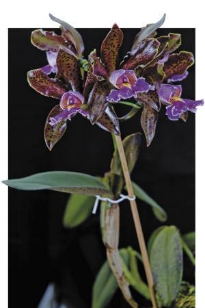 Pequenas divas - Encontro Indica