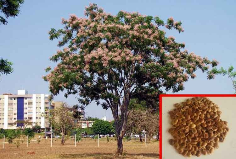 Será que a semente da sucupira pode curar o reumatismo? - Atualidades