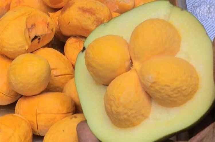 Cápsula de pequi promete combater o envelhecimento - Atualidades