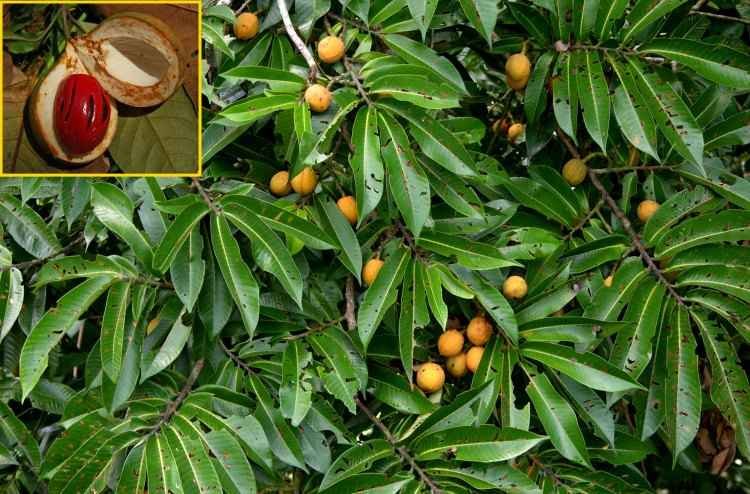 Ucuúba: planta amazônica é a novidade dos cosméticos - Atualidades