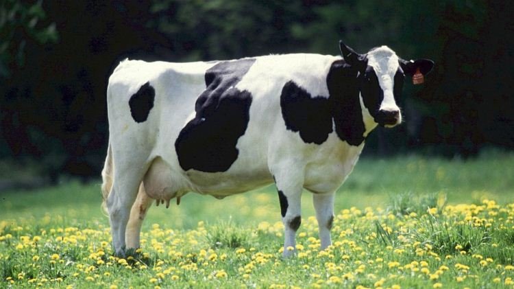 Vacas com acesso a áreas sombreadas produzem mais embriões - Atualidades