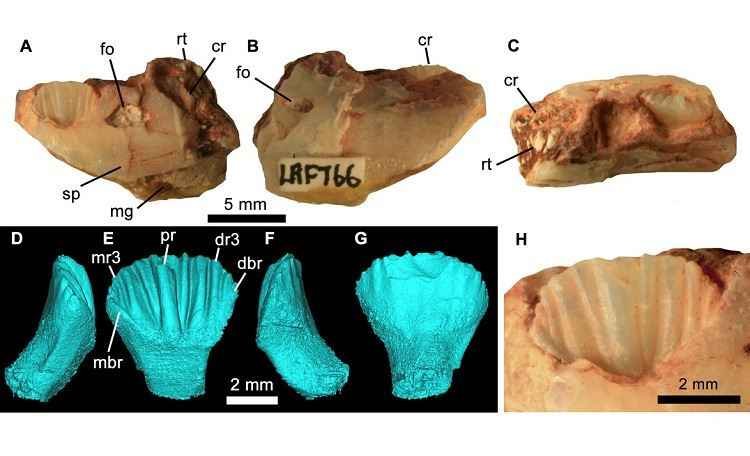 Mineiros encontram nova espécie de dinossauro - Ciência