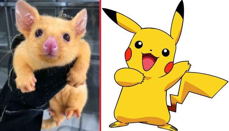 'Pikachu' é encontrado em floresta da Austrália - Internacional