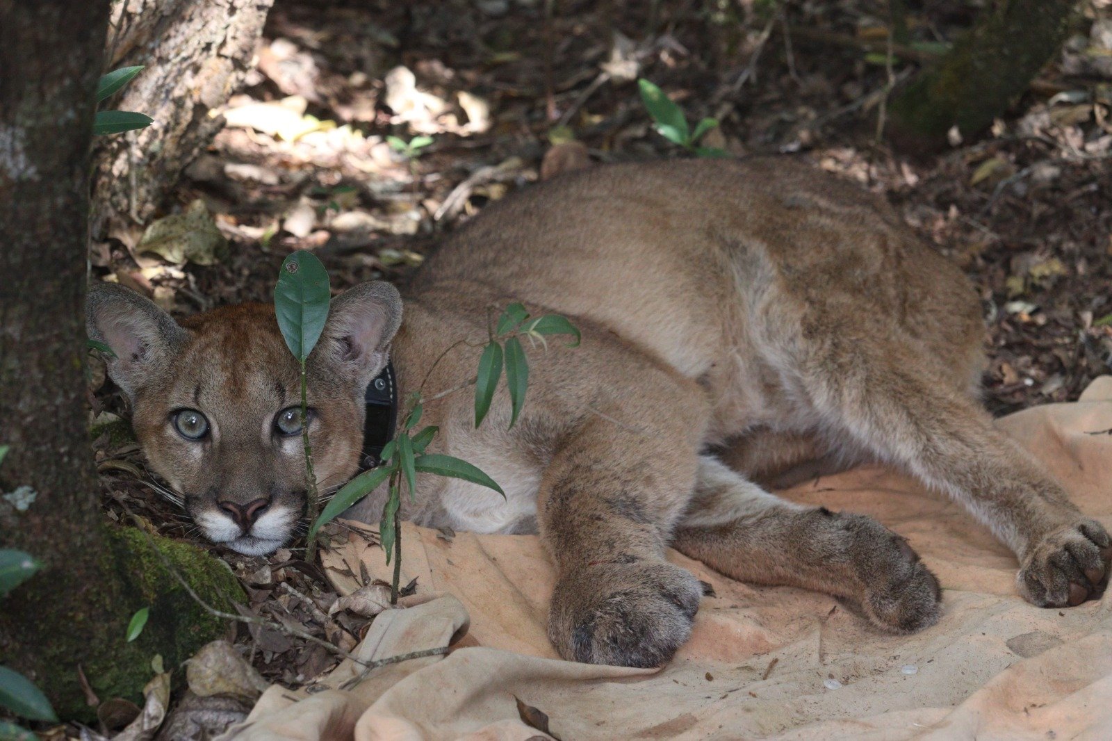 Monitoramento reforça conservação da fauna no Parque do Rola-Moça ...